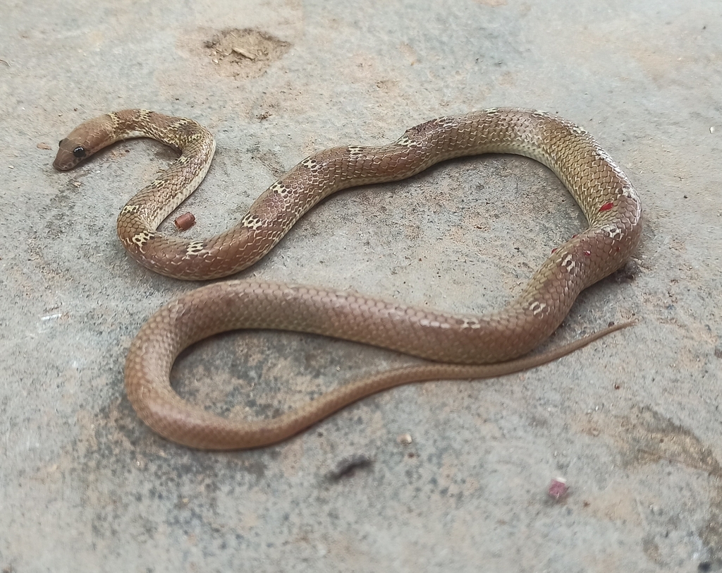 Russell's Wolf Snake from Maduranthakam, Tamil Nadu 603306, India on ...