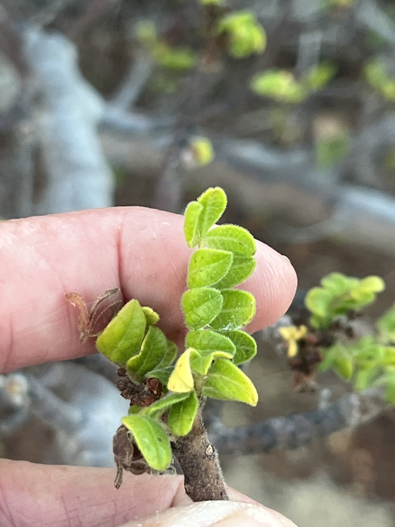 cimarron plum from Los Cabos, B.C.S., MX on July 17, 2024 at 06:50 PM ...