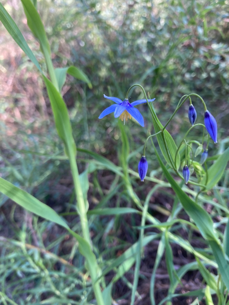 nodding blue lily from Major Mitchell Reserve, Blaxland, NSW, AU on ...