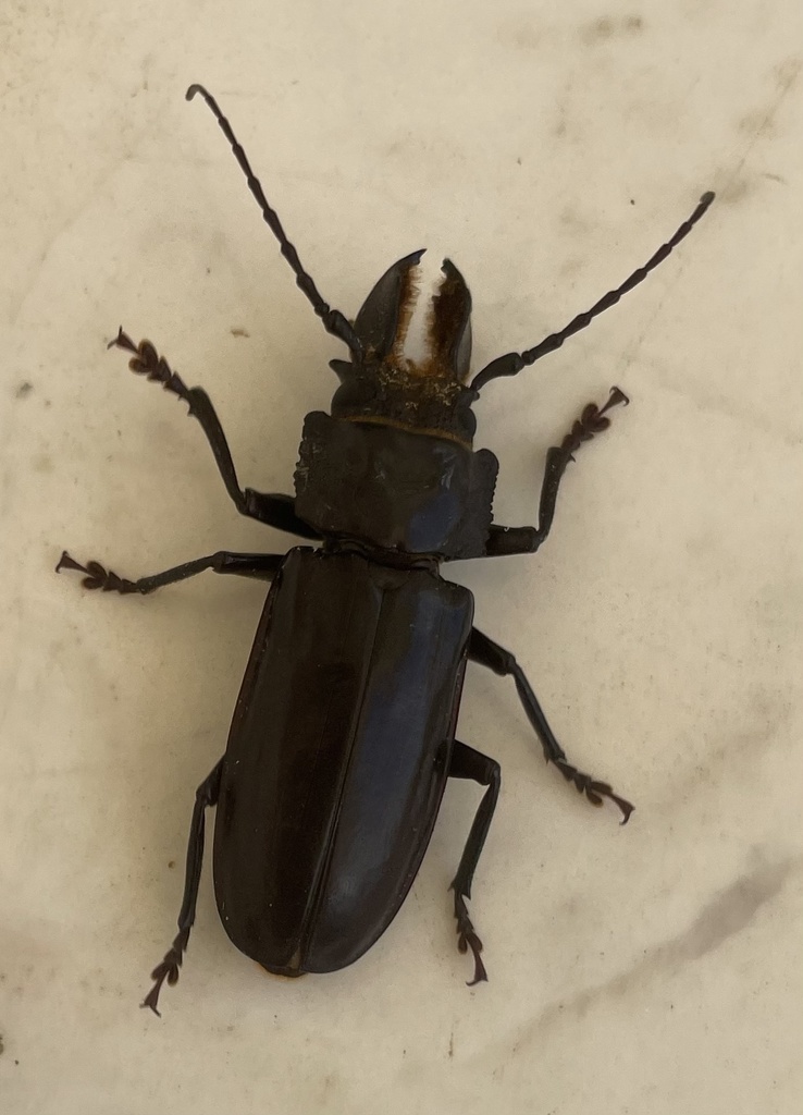 Hovorodon bituberculatus from La Española, La Romana, La Romana, DO on ...
