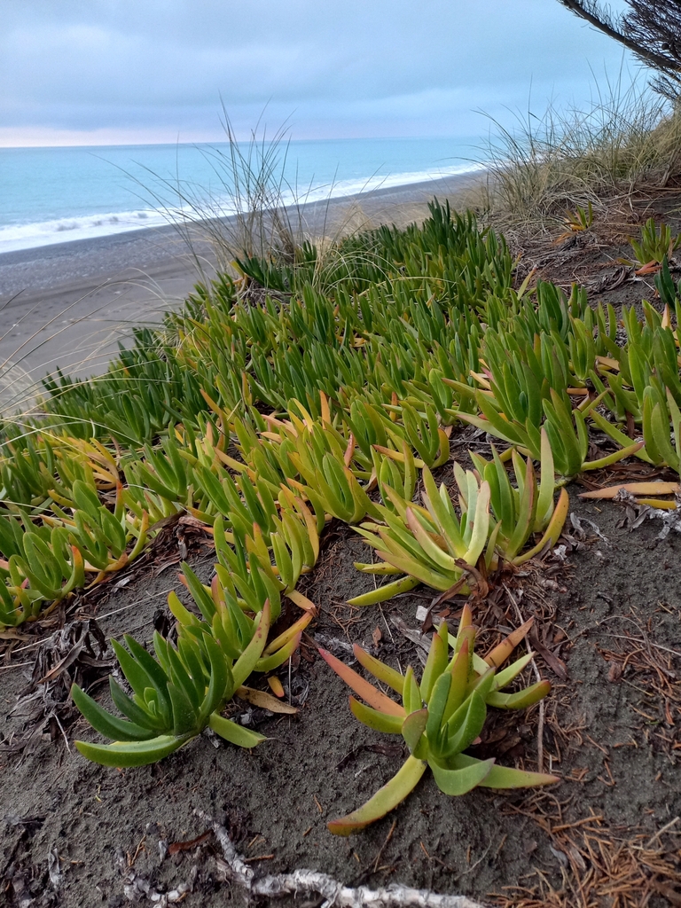 sea fig from Kekerengu, New Zealand on July 18, 2024 at 04:13 PM by ...