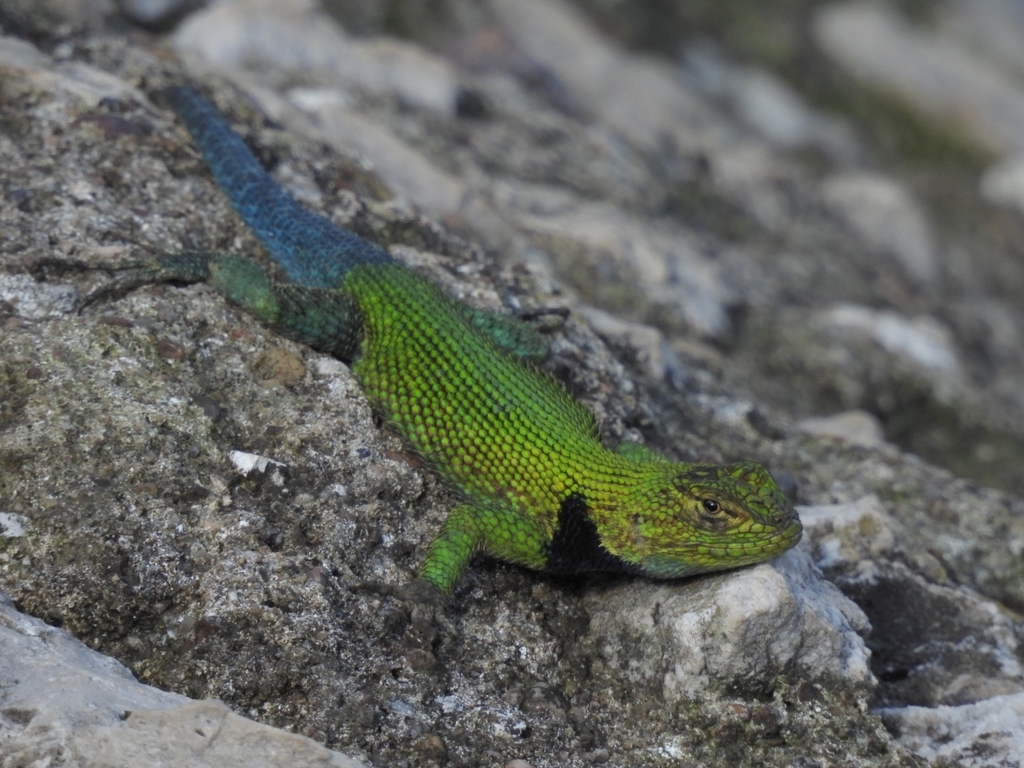Guatemalan Emerald Spiny Lizard from San Antonio, 29250 San Cristóbal ...