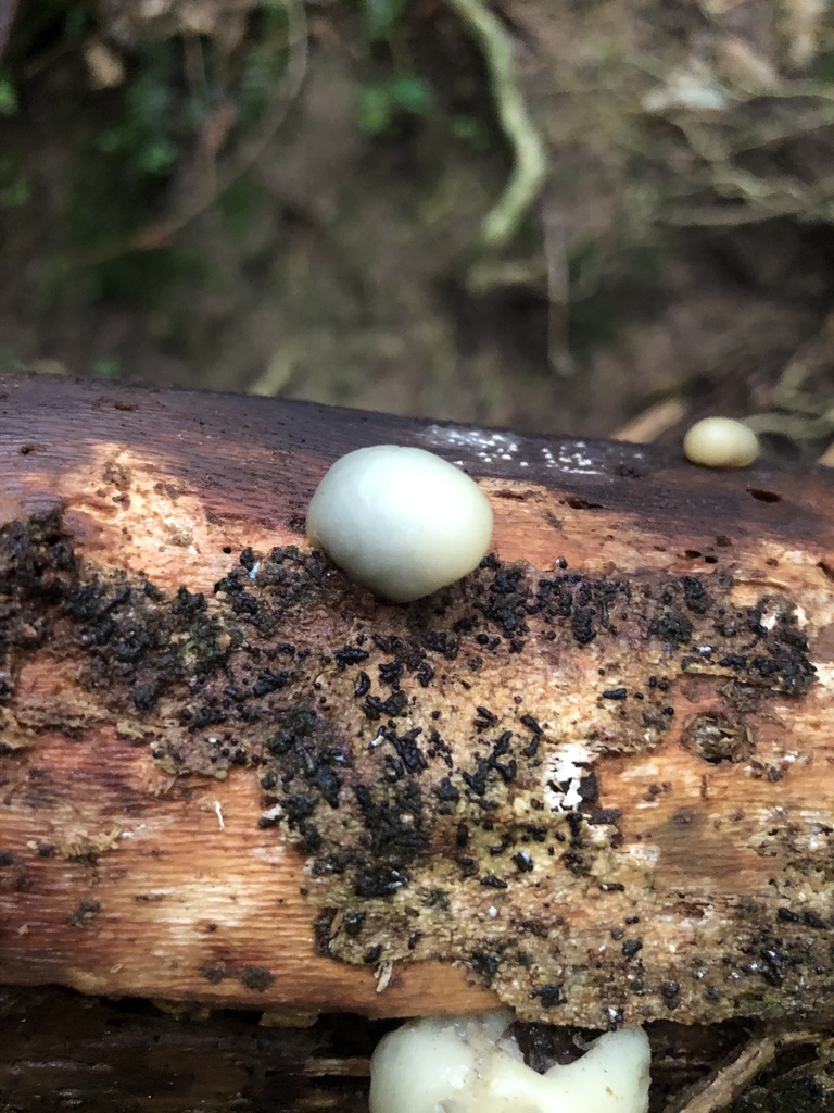 Psilocybe weraroa from Belmont Regional Park, Lower Hutt, Wellington ...