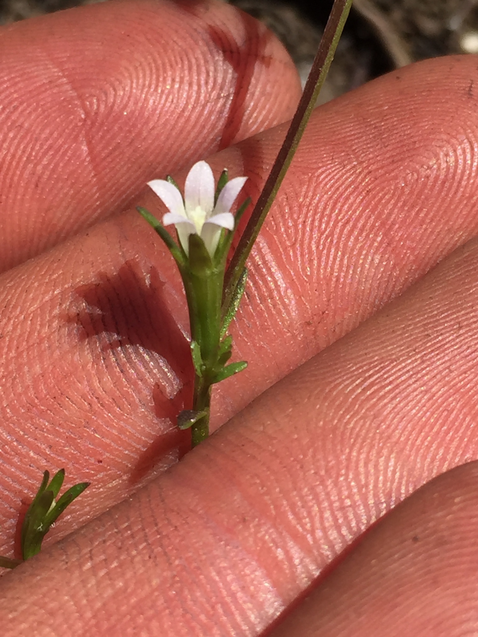 Githopsis diffusa A.Gray