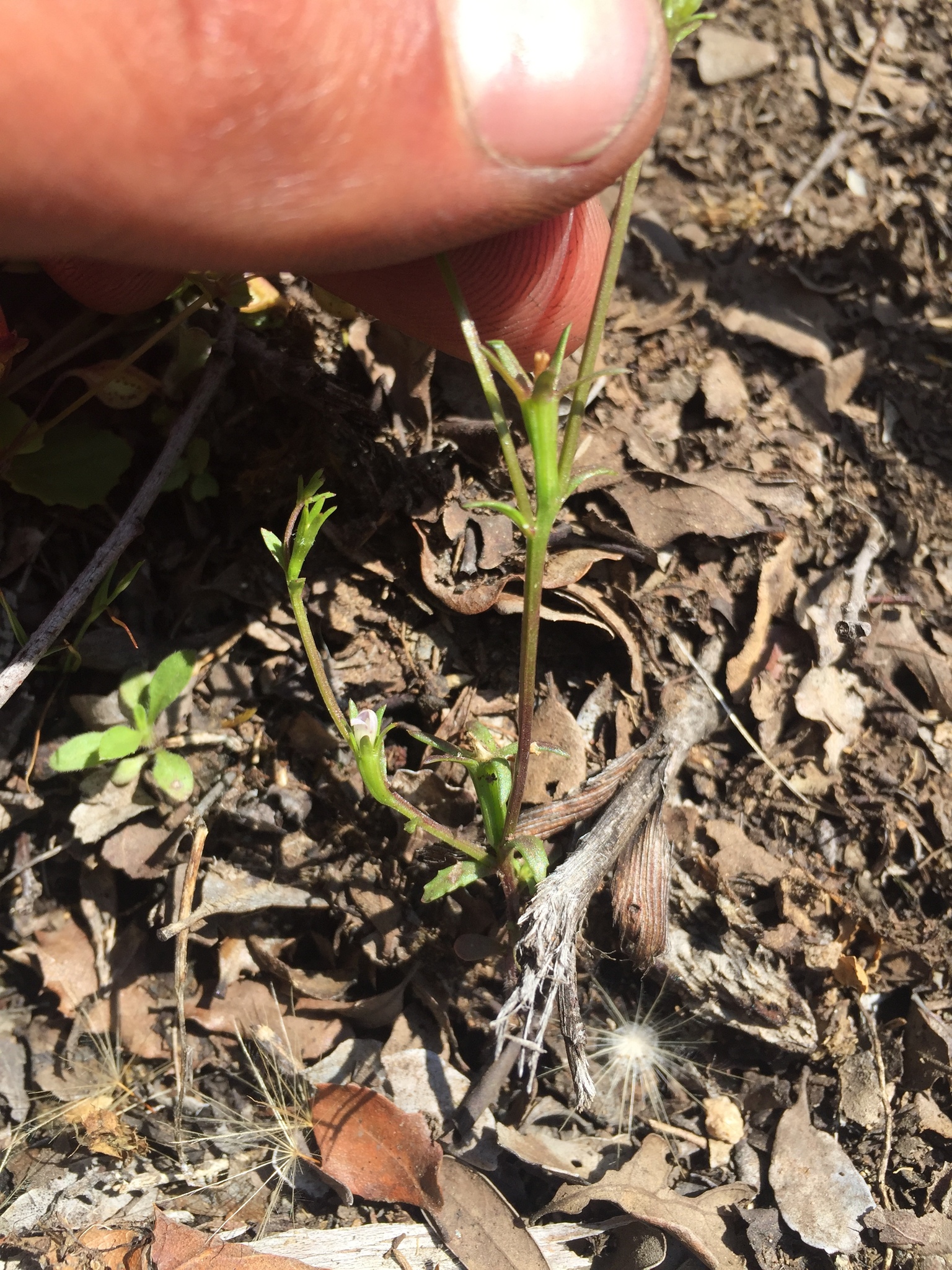 Githopsis diffusa A.Gray