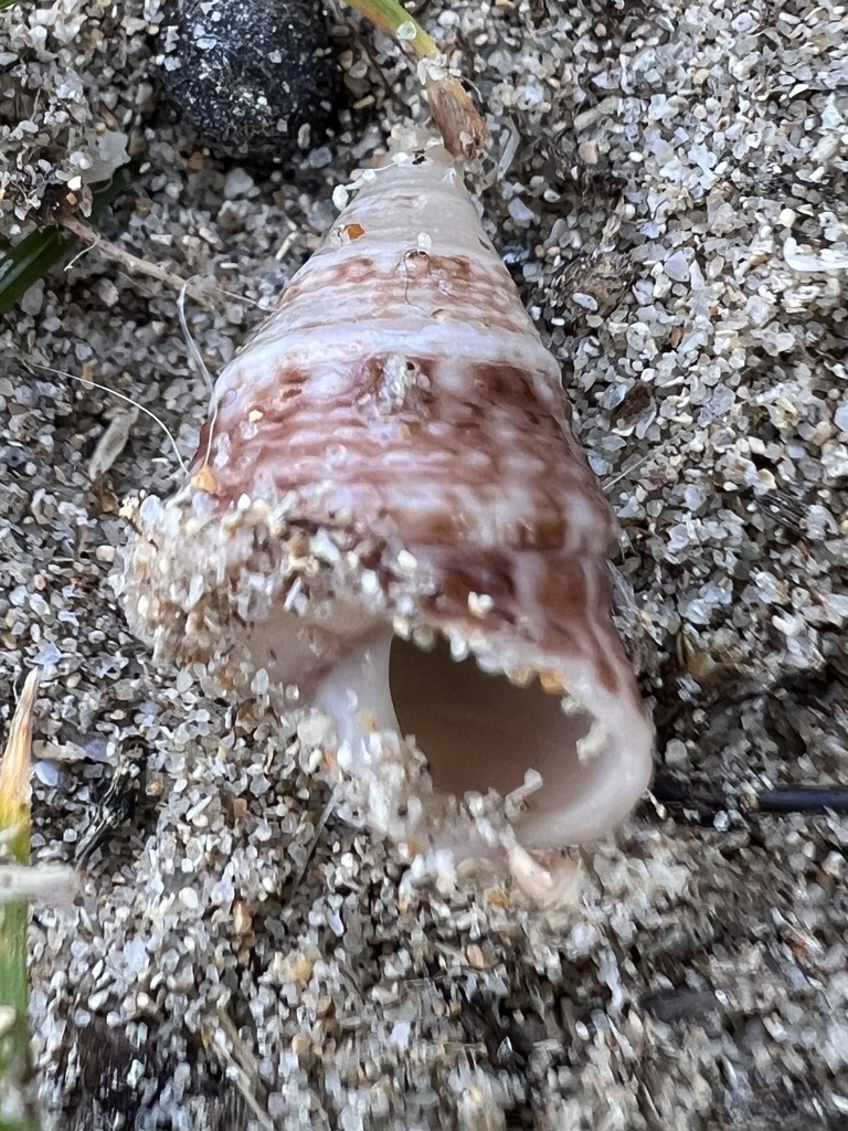 Spotted strawberry top shell from Clifton Gardens, Mosman, NSW, AU on ...