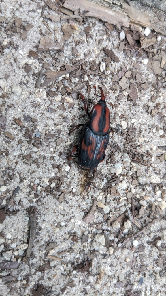 Palmetto Weevil from Archer, FL 32618, USA on July 17, 2024 at 04:33 PM ...