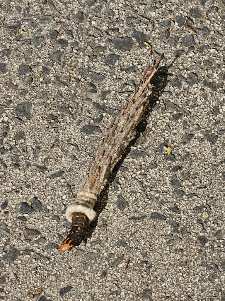 Saunder's Case Moth from Caulfield North VIC 3161, Australia on July 18 ...