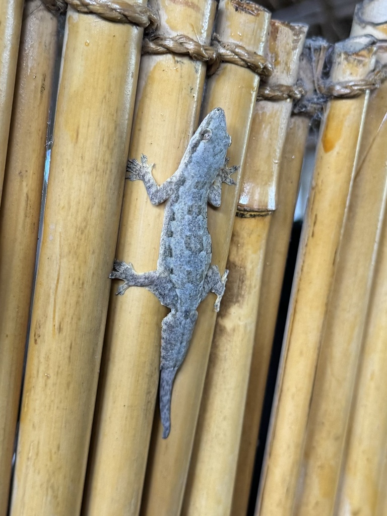 Flat-tailed House Gecko from Pulau Bali, Gianyar, Bali, ID on July 18 ...