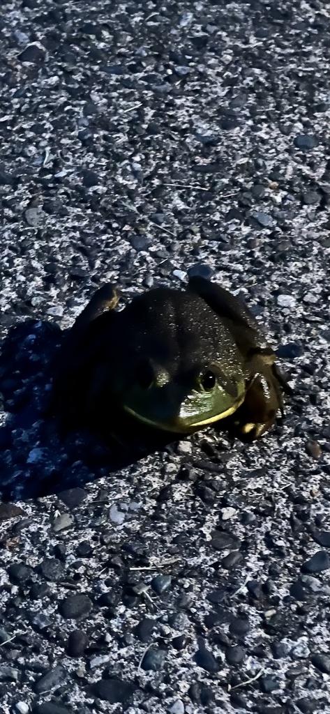 American Bullfrog from Mill Creek Country Club, Mill Creek, WA, US on ...