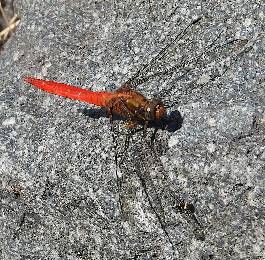 Orange Skimmer from Munduk Village, Munduk, Bali, Indonesia on July 11 ...