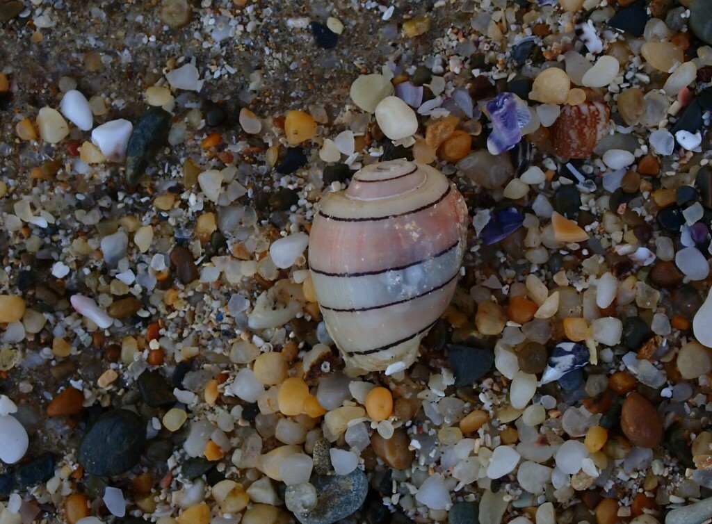 Pink Bubble Snail from Barcoongere NSW 2460, Australia on July 18, 2024 ...