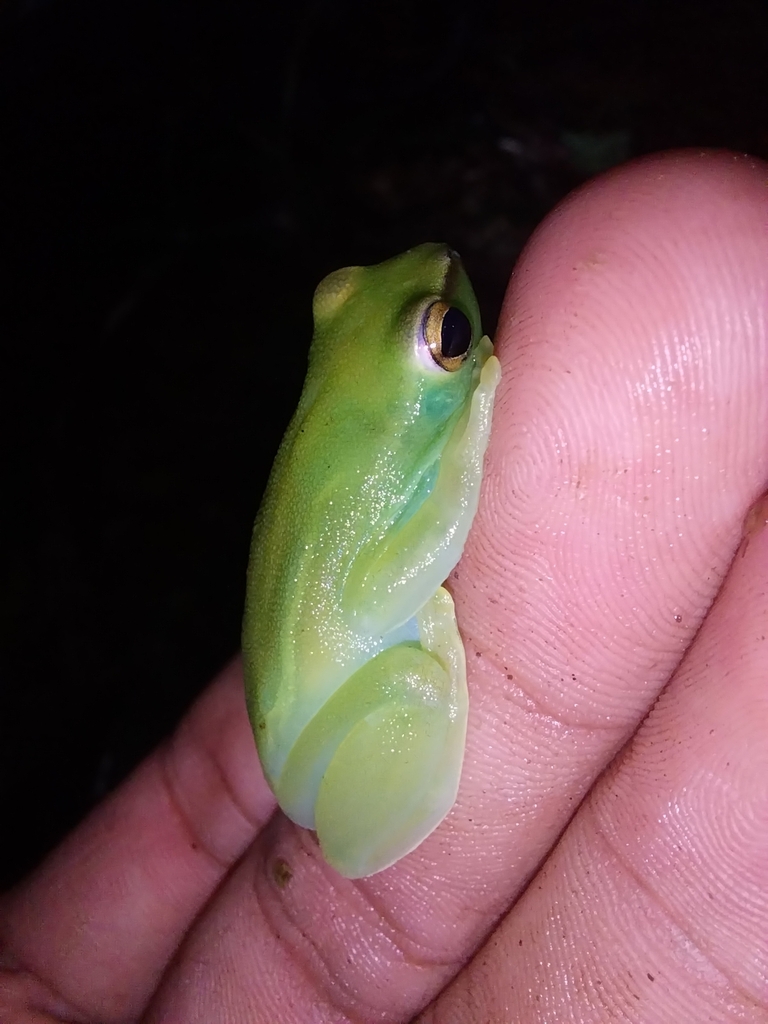 Greater Hatchet-faced Tree Frog from Cochrane, Point Fortin, Trinidad ...