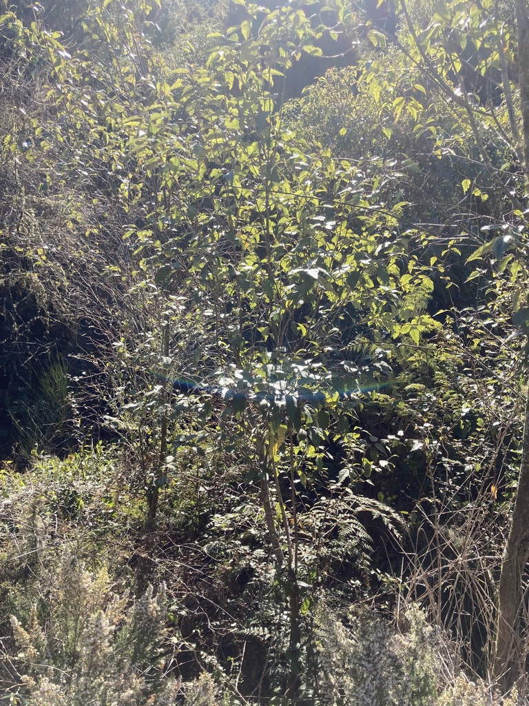 long-leaved lacebark from Waimiha, New Zealand on July 18, 2024 at 02: ...