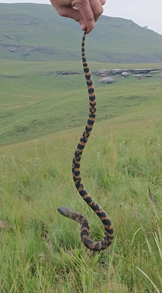 Rinkhals from Underberg, South Africa on February 1, 2022 at 06:00 PM ...