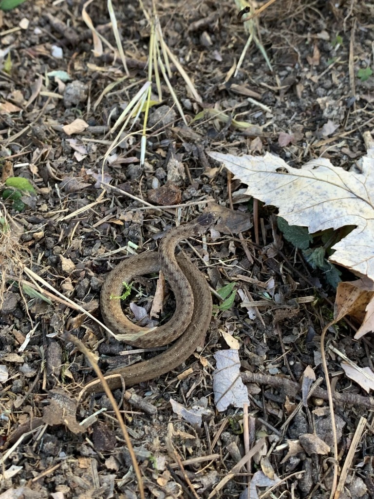 DeKay's Brownsnake in July 2024 by wake_nc. ecoEXPLORE Username ...