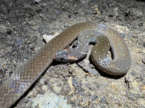 Reed Snakes (Calamariinae) - Snakes and Lizards