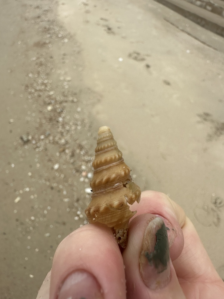 Java Turrid Snail from อ่าวชะอำ, TH on July 18, 2024 at 12:10 PM by ...