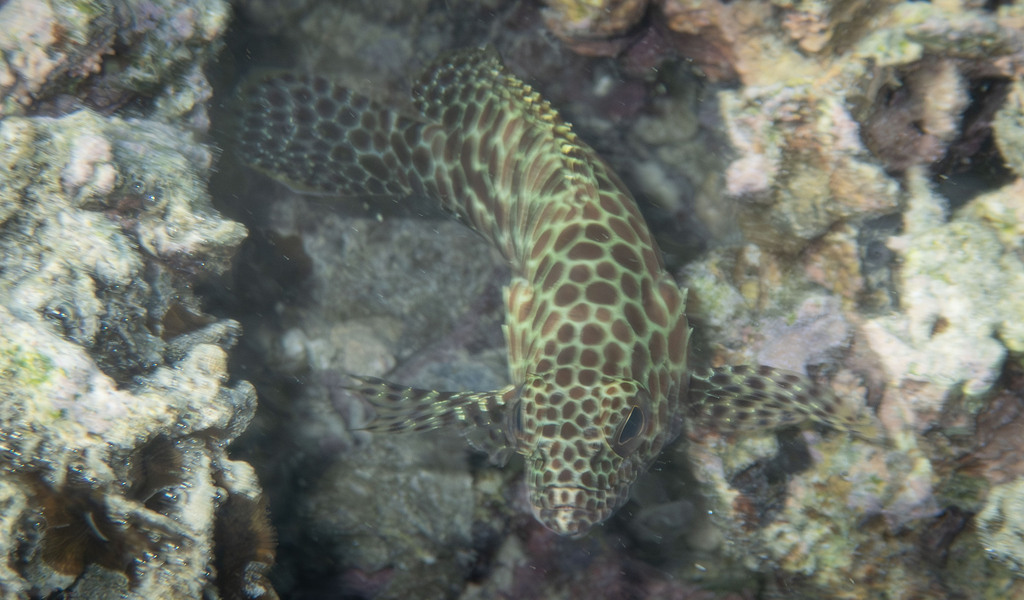 Honeycomb Grouper from Stevensons at Manase, Safotu, Samoa on July 1 ...