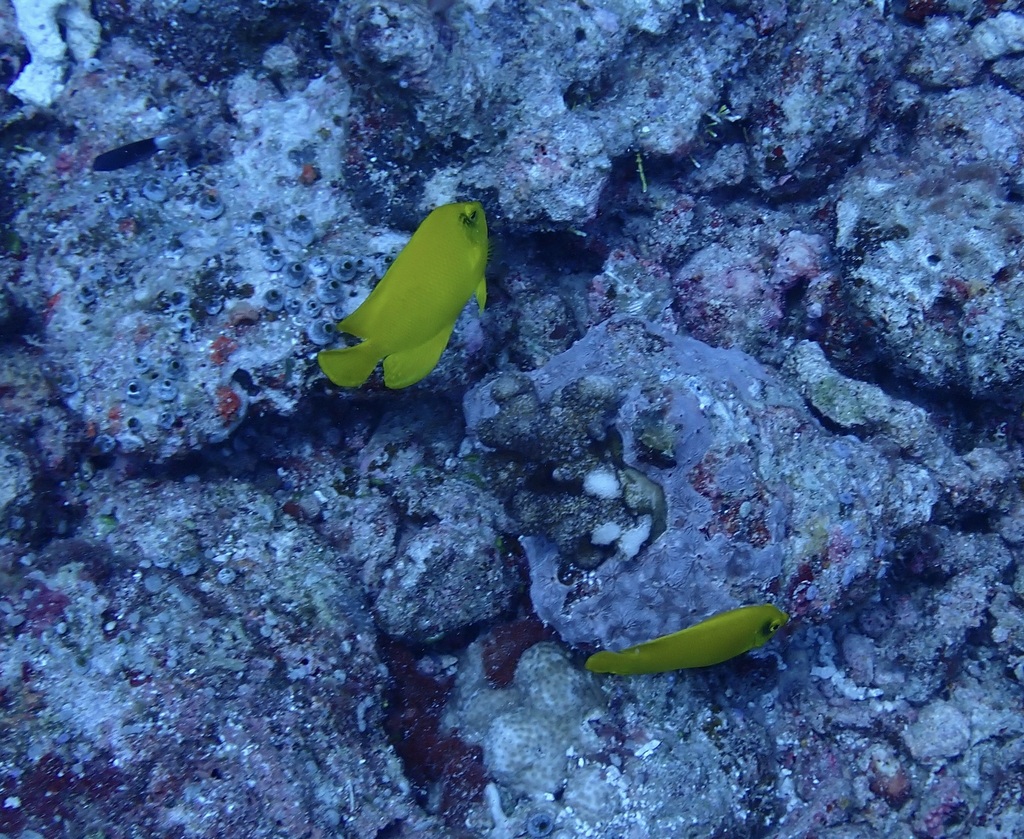 Herald's Angelfish from Koror, PW on July 5, 2024 at 12:48 PM by Olivia ...