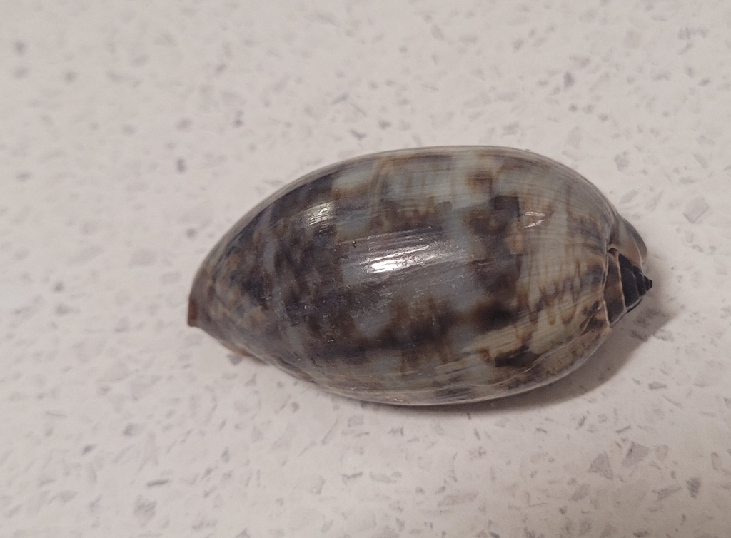 Eglantine Cowry from Mer Island QLD 4875, Australia on July 18, 2024 at ...