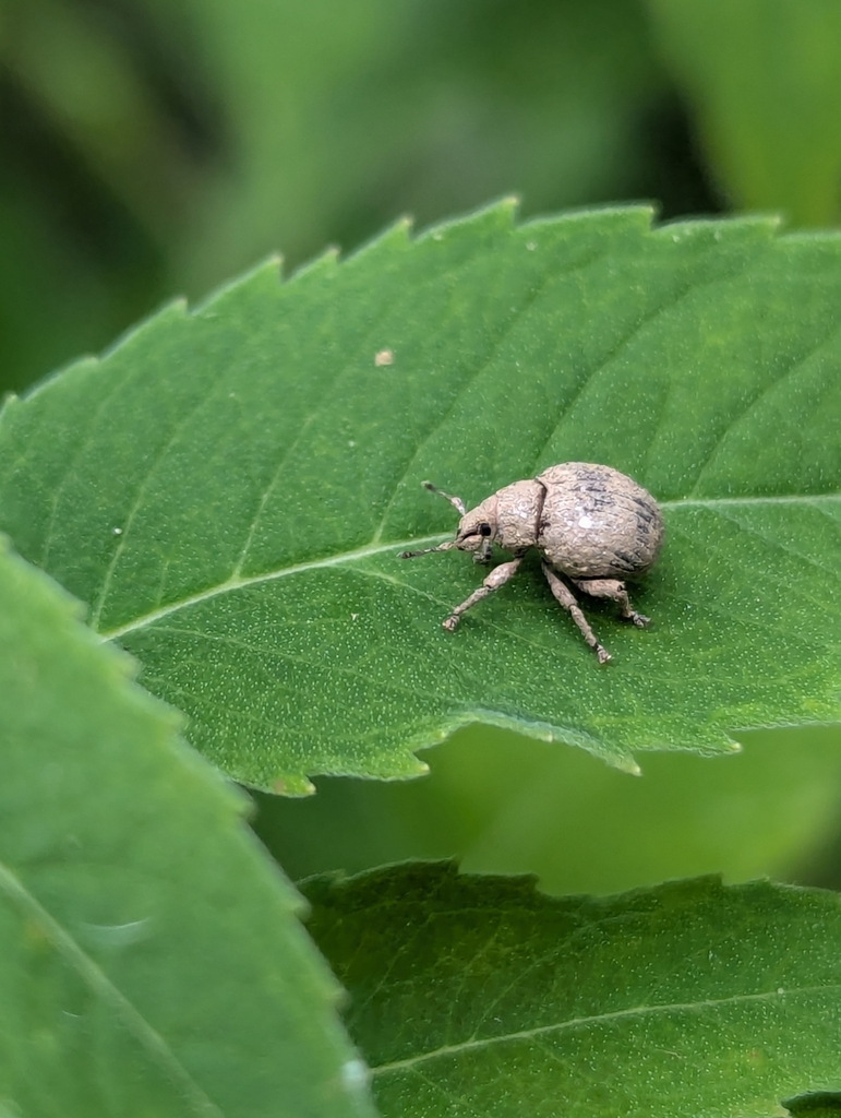 Two-banded Japanese Weevil from Cheltenham, PA 19012, USA on July 5 ...