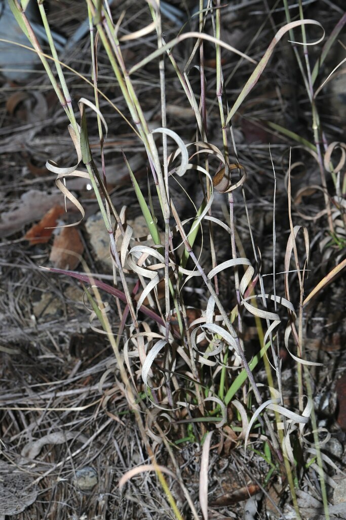 Natal grass from Warialda NSW 2402, Australia on July 18, 2024 at 12:39 ...