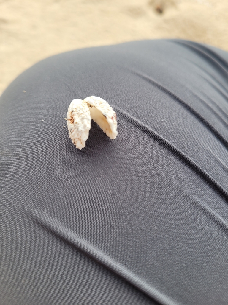 Cardita from Mer Island QLD 4875, Australia on July 18, 2024 at 04:01 ...