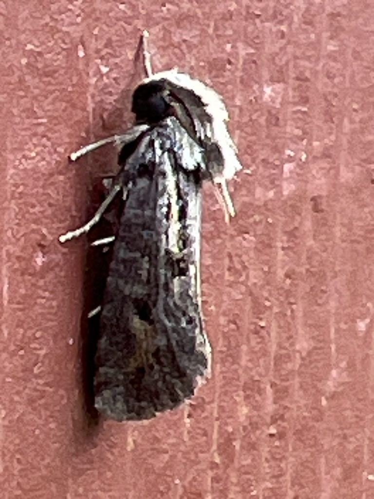 Clemens' Grass Tubeworm Moth from Arden Valley Ct, Sparks Glencoe, MD ...