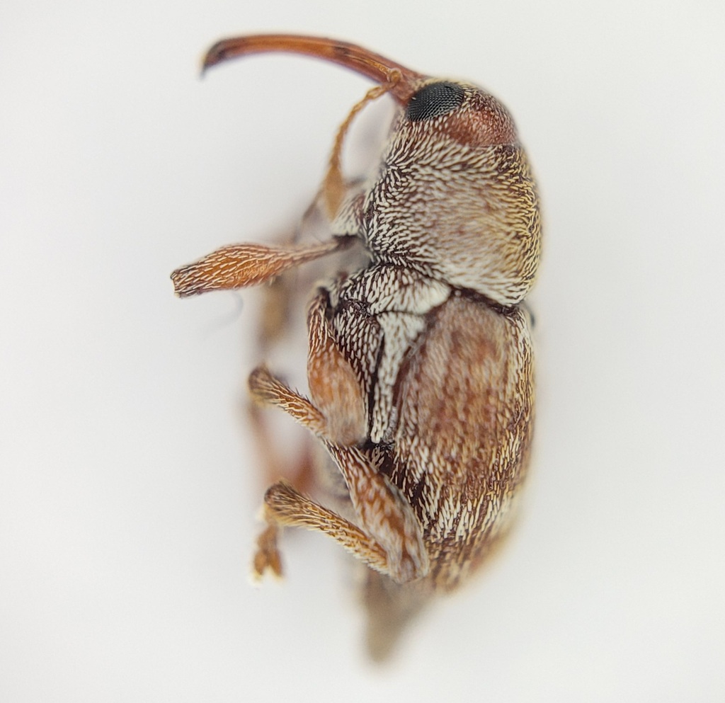 Curculio rubidus from Kostrzyna, Polska on July 14, 2024 at 01:07 PM by ...