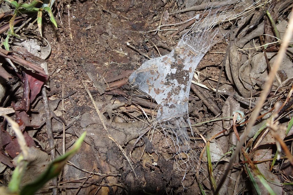 Darling Downs Funnel-web from Ravensbourne National Park, Ravensbourne ...
