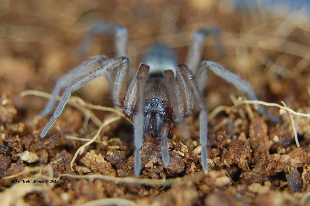 Drassodes saccatus (Checklist of Spiders of San Diego County) · iNaturalist