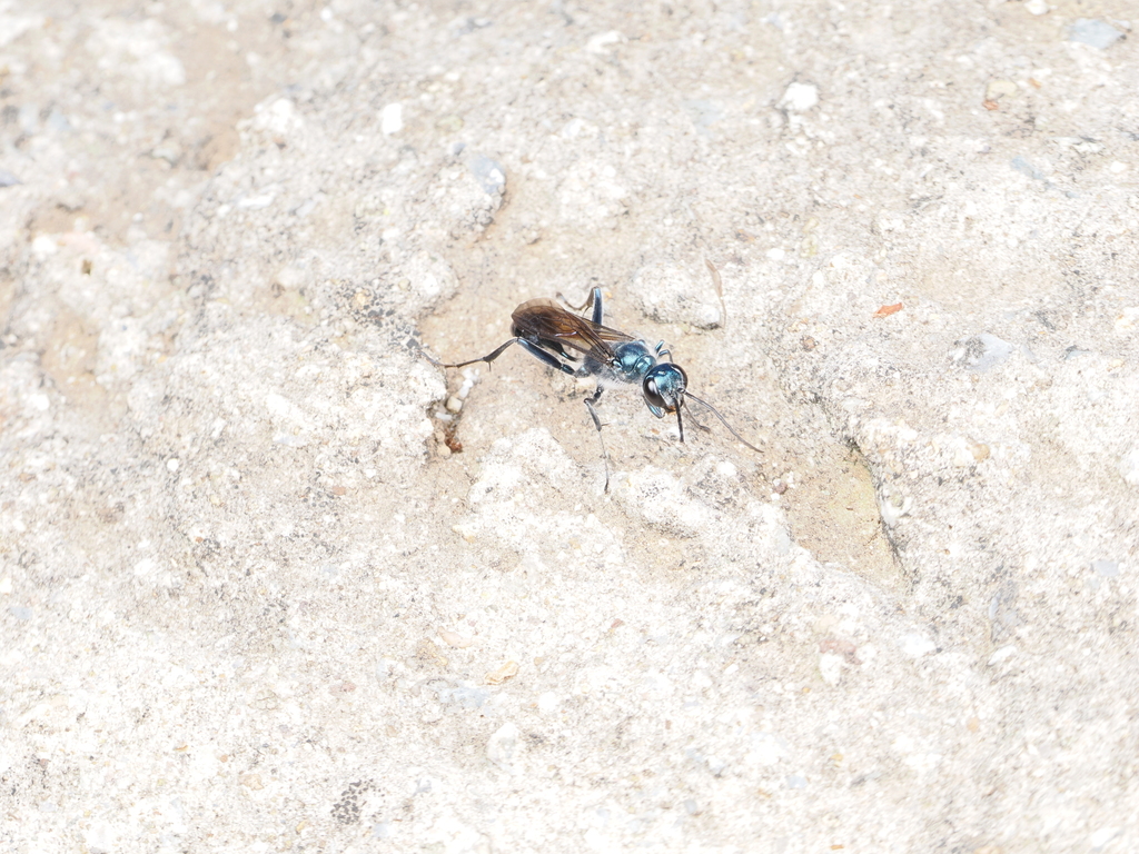 Blue Mud-dauber Wasps from Putuo District, Zhoushan, Zhoushan, Zhejiang ...