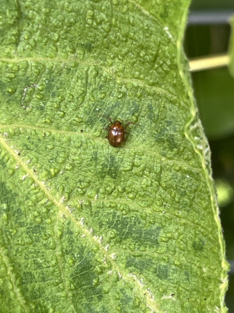 Eumolpinae in July 2024 by Nakatada Wachi. Pagria? · iNaturalist