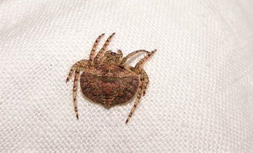Dolophones macleayi · iNaturalist