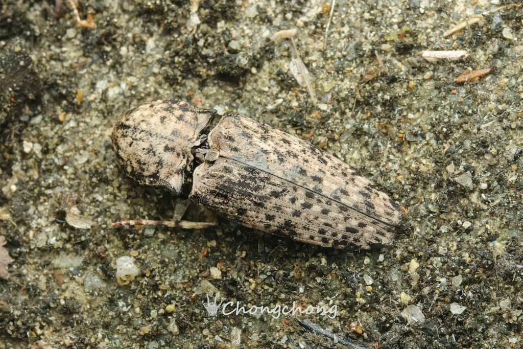 Cryptalaus from 中国海南省乐东黎族自治县 on June 6, 2024 at 08:29 PM by 虫虫 ...