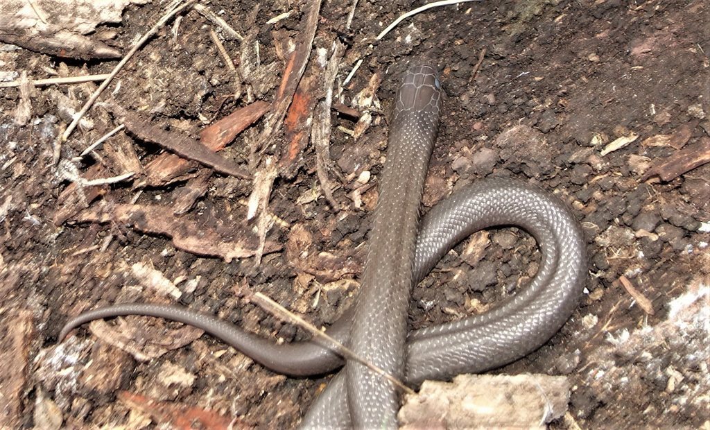 Small-eyed Snake from Irongate QLD 4356, Australia on October 31, 2018 ...