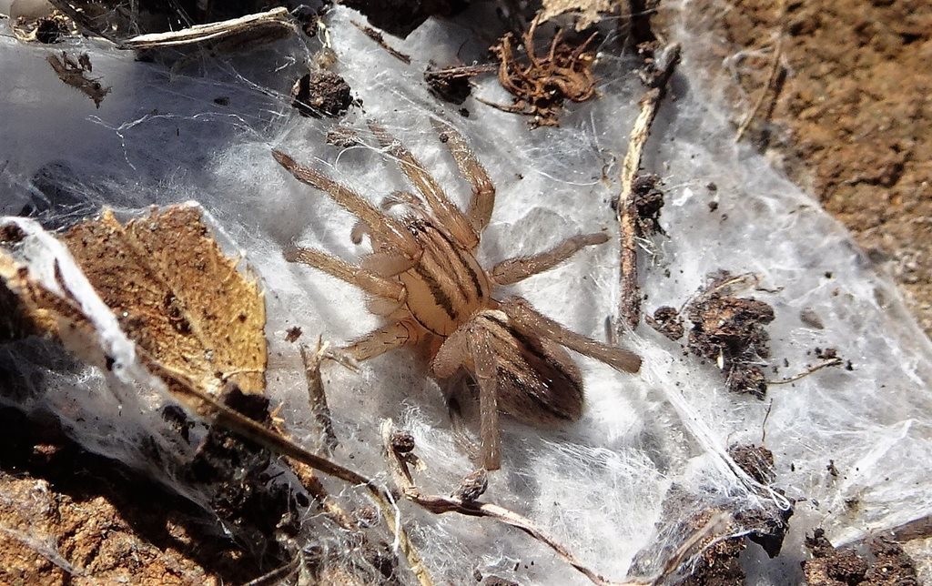 Striped Swamp spider from New England Hwy, Allora QLD 4362, Australia ...