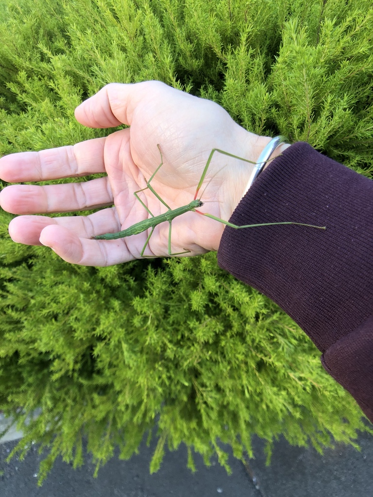 Smooth Stick Insect from Magyar Millennium Park, Thorndon, Wellington ...