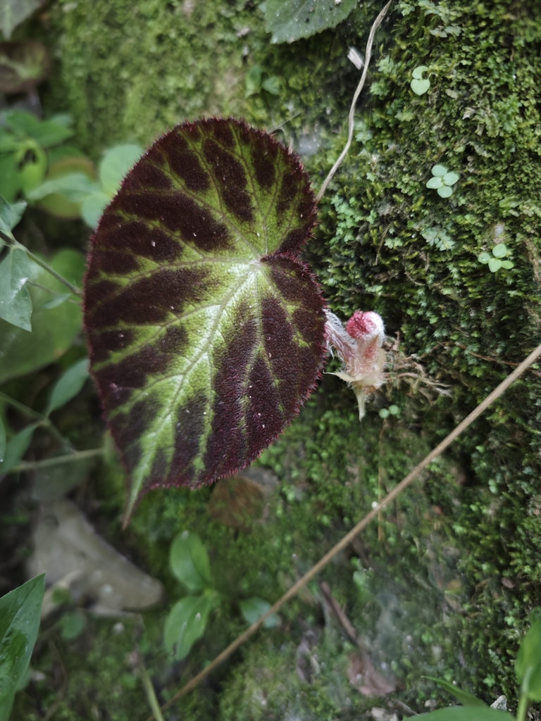 Begonia augustinei from 云南省西双版纳傣族自治州景洪市基诺山基诺族乡基勐路景洪啊司喃啵森氧云宿 on July 18 ...