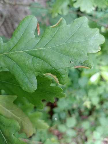 Macrodiplosis roboris · iNaturalist Chile