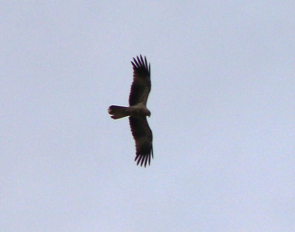 Whistling Kite from Monteith SA 5253, Australia on July 18, 2024 at 01: ...