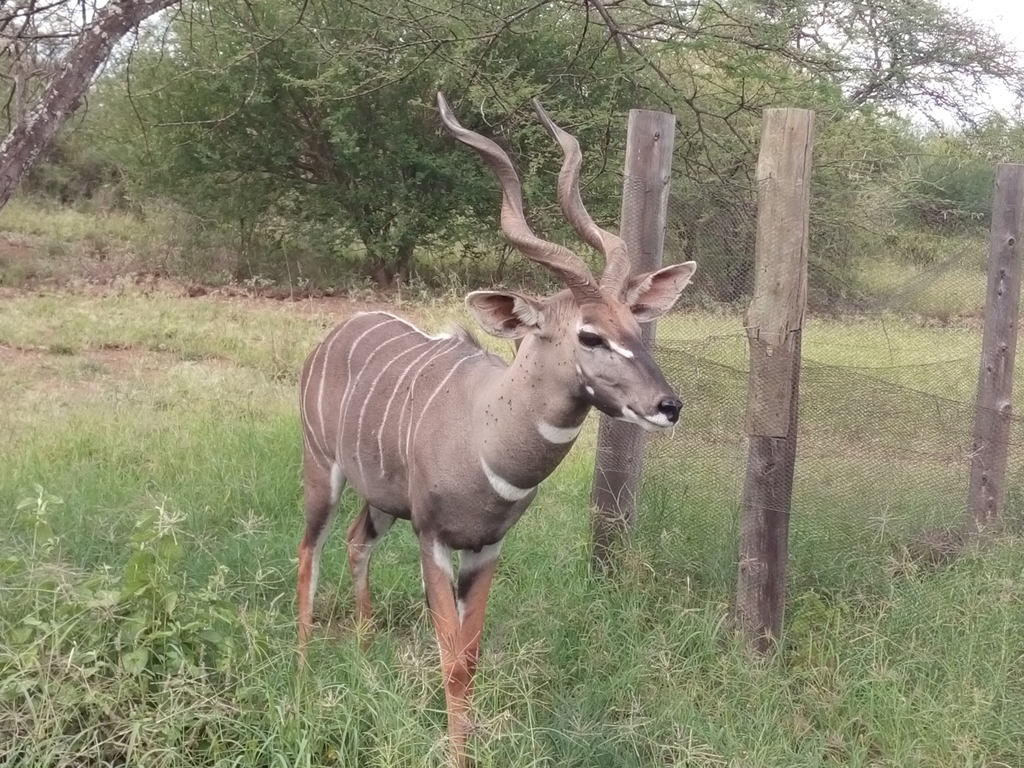 Spiral-horned Antelopes (Tragelaphus) - Know Your Mammals