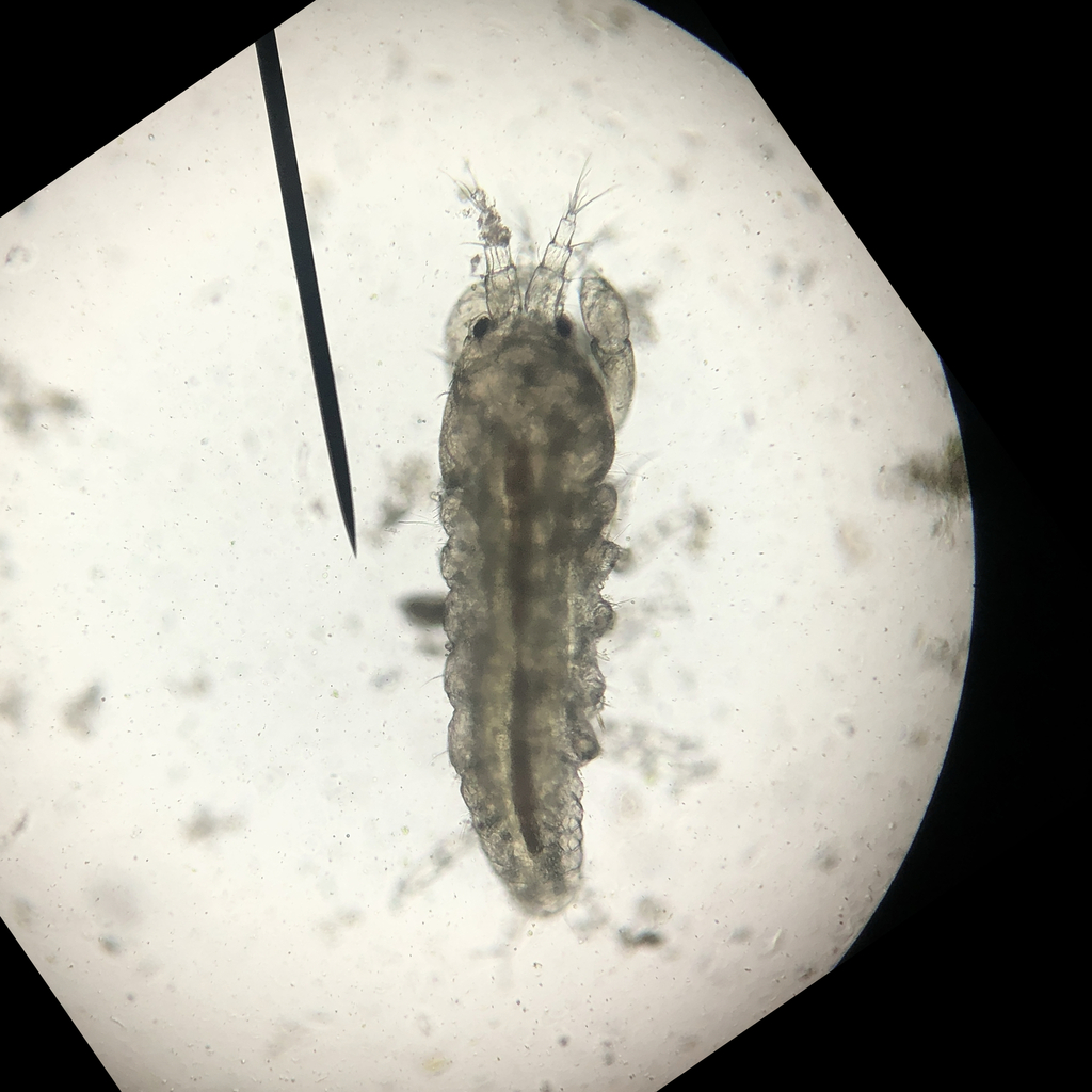 Tanaids from Sydney NSW, Australia on July 19, 2024 by James K. Douch ...