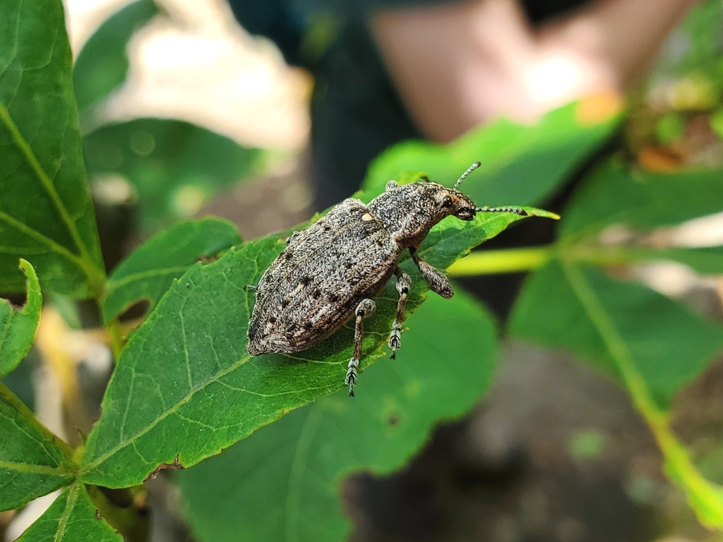New York Weevil from F22J+P6 Sunset rock, Philipstown, NY 12508, USA on ...
