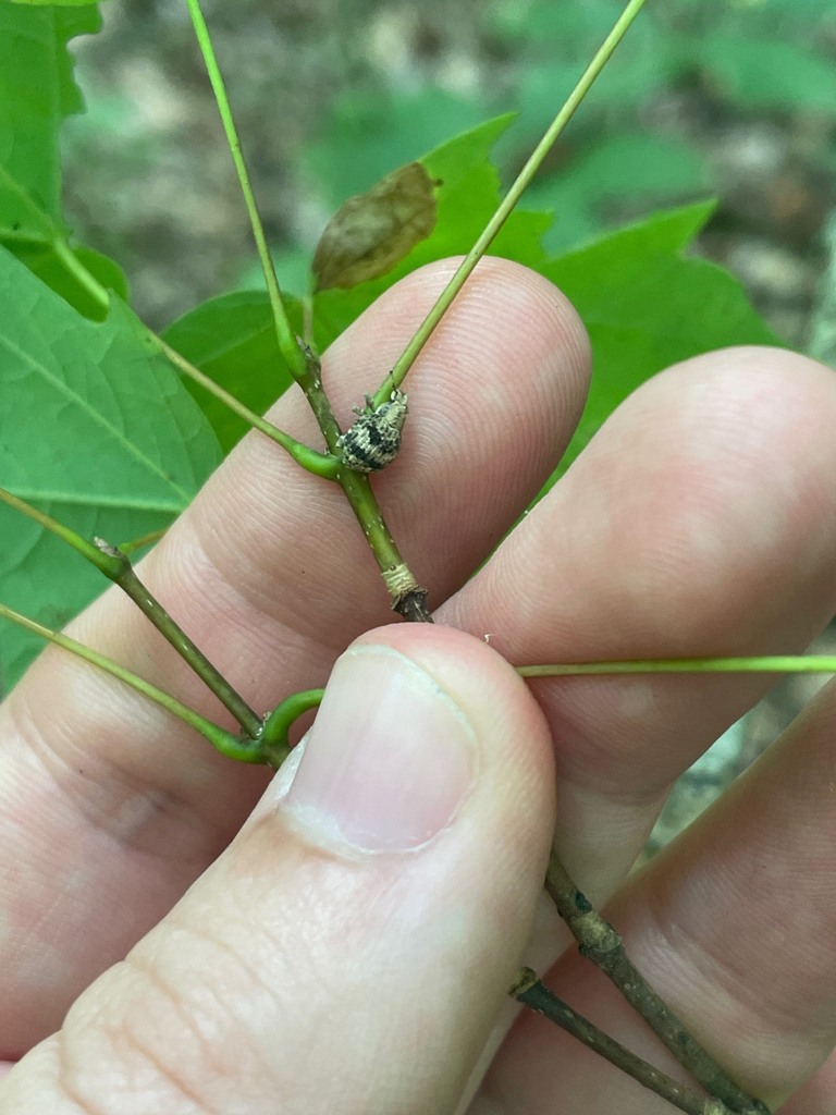 Two-banded Japanese Weevil from NC Botanical Garden on July 18, 2024 at ...