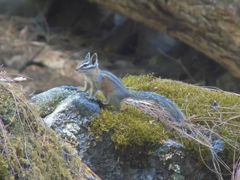 Cliff Chipmunk from Guadalupe y Calvo, Chih., México on June 17, 2021 ...