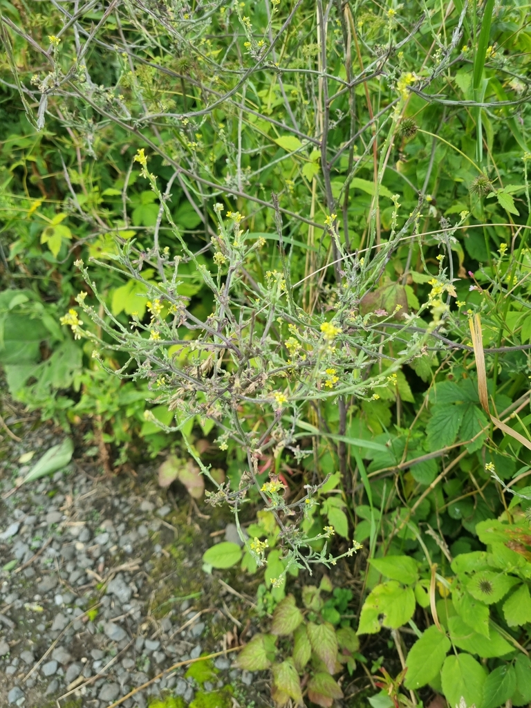Hedge mustard from County Durham on 18 July, 2024 at 04:10 PM by ...