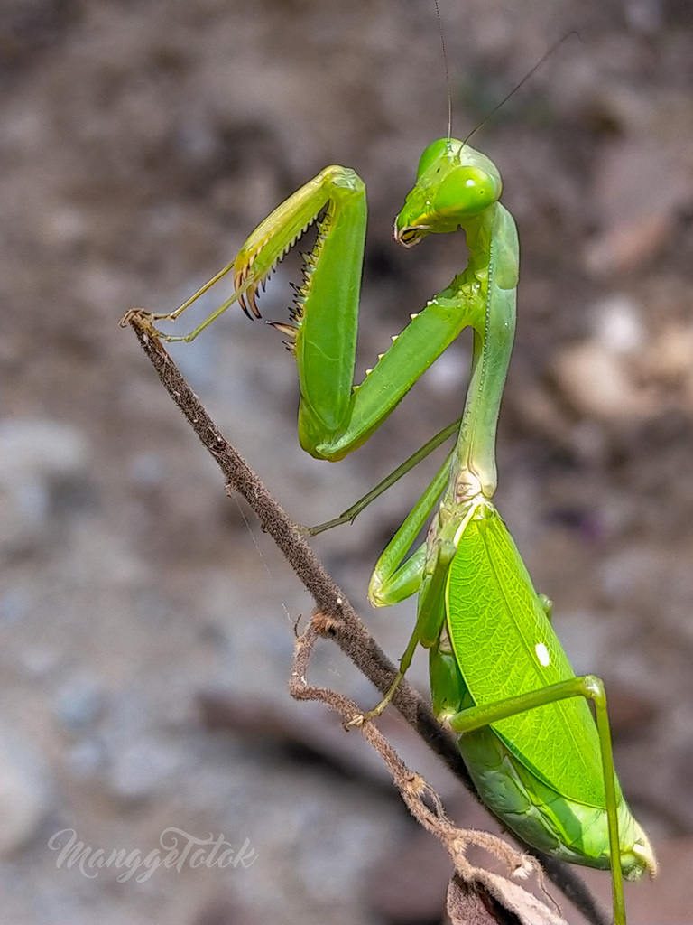 Hierodulini from 2XF4+VPR Bumi Perkemahan Anoa Paneki, Pombewe, Sigi ...