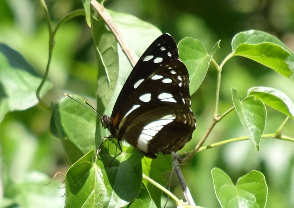 Common Aeroplane from 299 Alderley St, South Toowoomba QLD 4350 ...